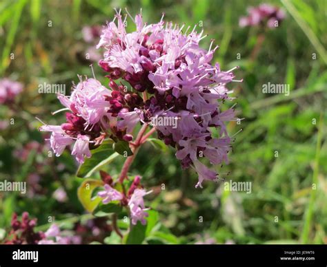 Origanum Vulgare Commonly Known As Oregano Is A Flowering Plant