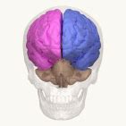 Spinal Cord Brain And Nervous System Kellogg