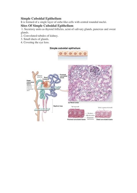 Normal Histology Epithelial Lecture Notes Histology Docsity