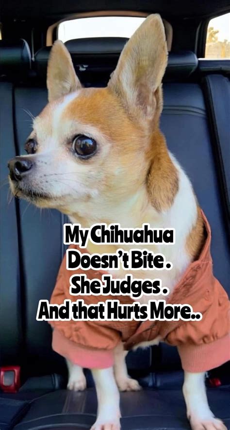 Funny Chihuahua Memes Artofit