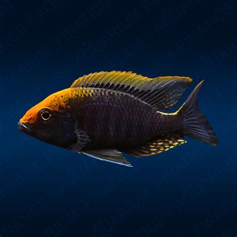 Aulonocara Maylandi Sulpherhead Peacock Finatics Aquarium