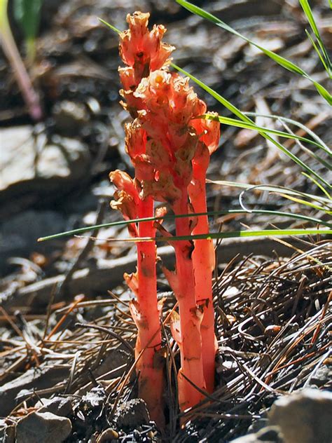 Pinesap Monotropa Hypopitys