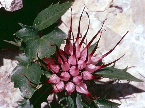 10 African Healing Plants And Their Vital Role In Traditional Medicine