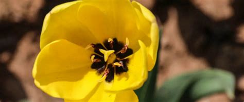 郁金：有疏肝解郁、理气活血止痛的功效 知乎