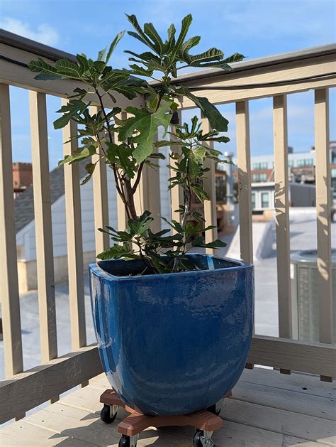 Hetzii Columnar Juniper Trees For Sale