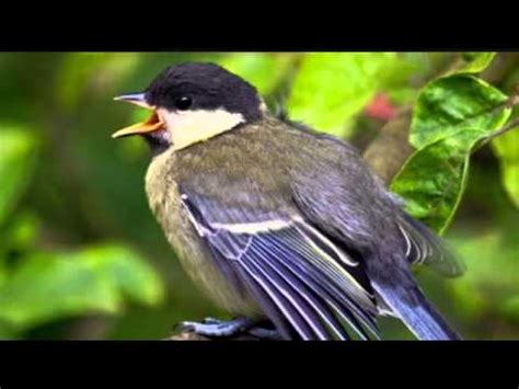 Bird Tweeting Sound Effect Youtube