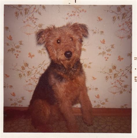 George Meyer Taliesin By Millie Noe