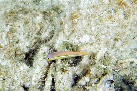 Yellowhead Wrasse Facts Diet Habitat And Pictures On Animaliabio