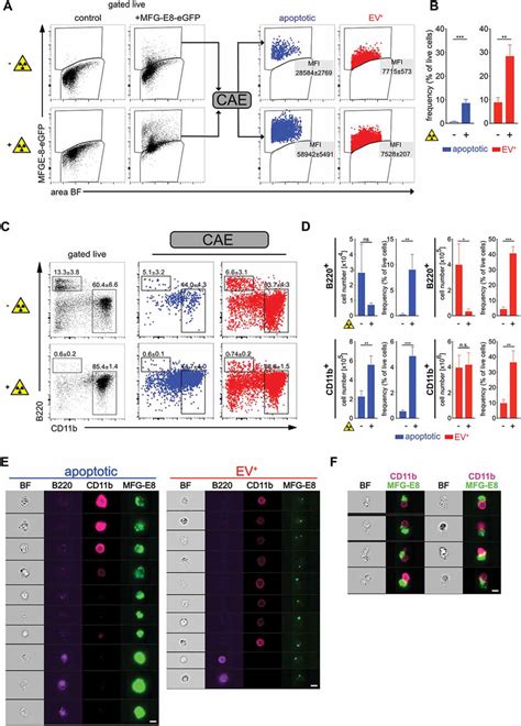 Using Deep Learning To Discriminate Apoptotic And Ev⁺ Cells