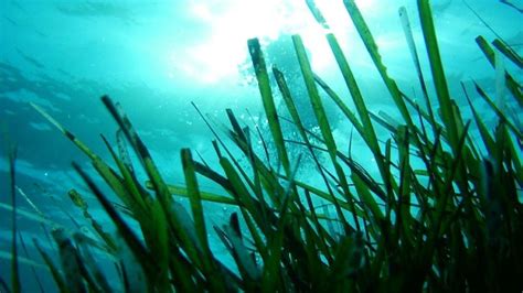 Fugro To Map Habitats Of The Entire Italian Coast Infrastructure Global