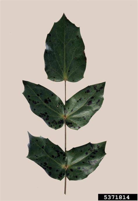 Cylindrocladium Fungus Cylindrocladium Ellipticum Alfieri Cp Seym