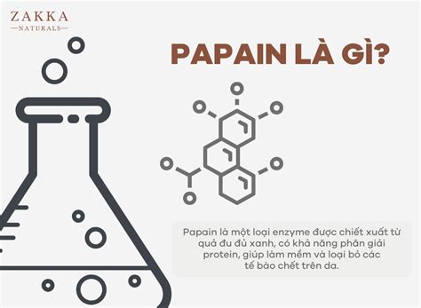 Papain Là Gì Tẩy Tế Bào Chết Dịu Nhẹ An Toàn Lành Tính Zakka Naturals