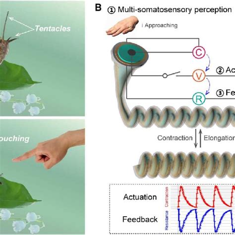Application Demonstrations Of The Artificial Neuromuscular Fibers A Download Scientific