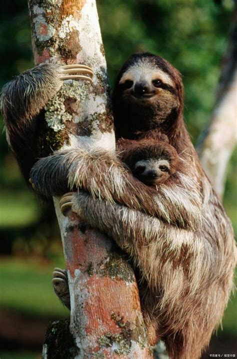 Why Did Sloths A Species With Weak Defenses Not Go Extinct What Does