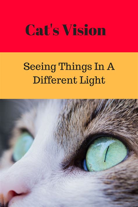 What Does A Cat S Vision Look Like at Gabrielle Sutherland blog