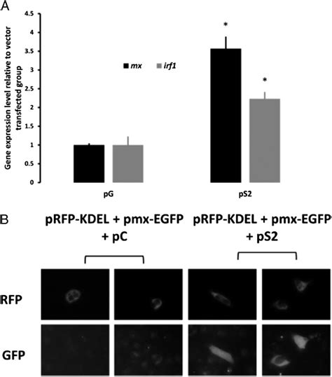 Restoration Of Stat2 Function In Gs2 Cells A Gene Expression Levels Download Scientific
