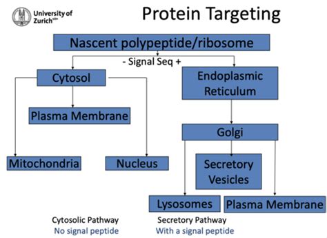 Structure And Regulation Of Postsynaptic Density Flashcards Quizlet