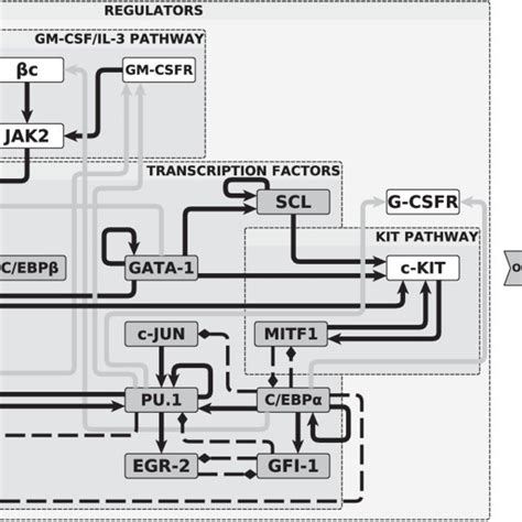 The Regulatory Network That Controls The Differentiation Of Gmp Derived