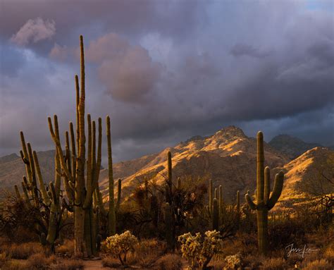 Sonoran Desert Wallpaper Sonora Desert Images Browse 56 165 Stock