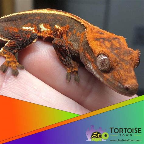 Crested Gecko Flame