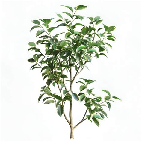 Premium Psd Tree Ficus Benjamina Plant Cutout Psd