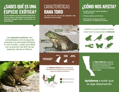American Bullfrog Eradication Plan Phase One Mapping The Distribution