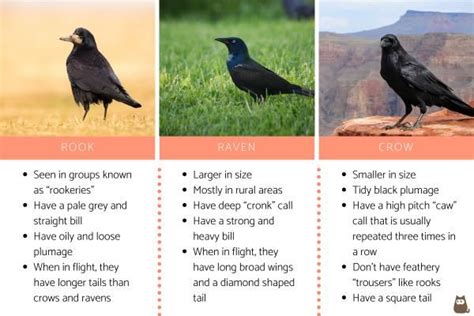 Differences Between Crows Ravens And Rooks With Photos Crow Raven