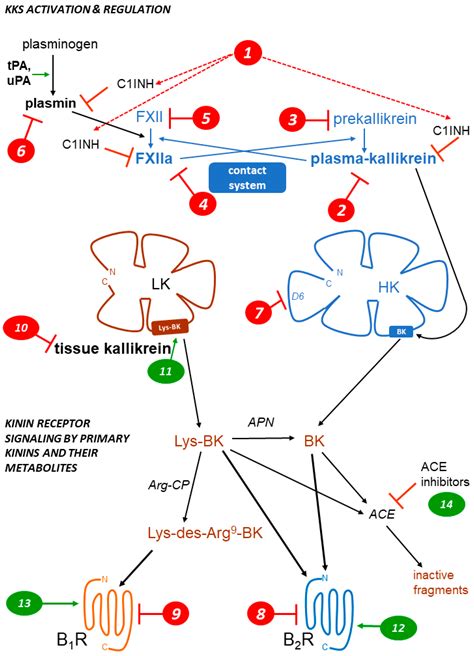 Kallikrein Kinin System Upregulation Of Prolylcarboxypeptidase Prcp