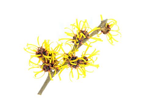 Hamamelis Rulek