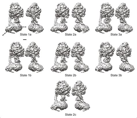 Figures And Data In Structure And Conformational States Of The Bovine Mitochondrial Atp Synthase