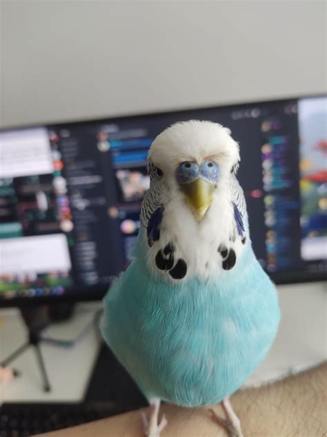I Just Noticed Discoloration On My Budgies Cere Did He Get Infected