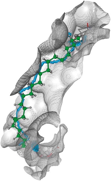 The Size Matters A Computational Tool To Design Bivalent Ligands Pmc