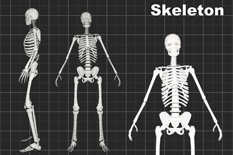 Skeleton 3d Humanoid Rig Characters Unity Asset Store