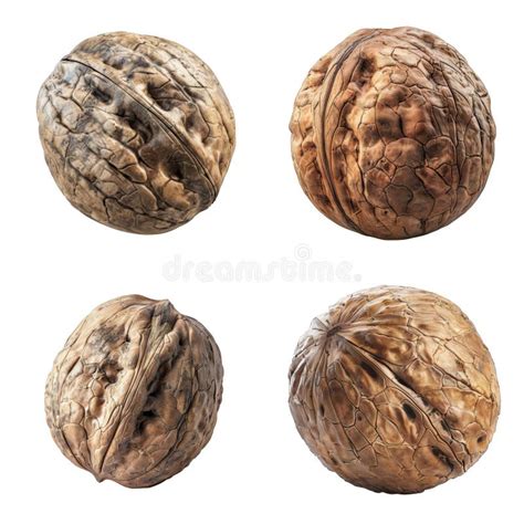 A Composition Of Four Walnut Shells Stock Illustration Illustration