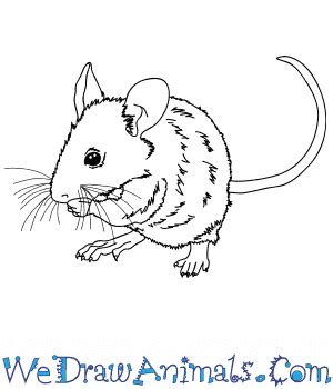 How To Draw A Realistic Mouse