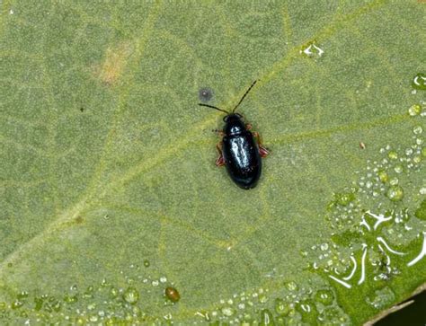 Insecticide Susceptibility And Resistance Monitoring Of Flea Beetles In