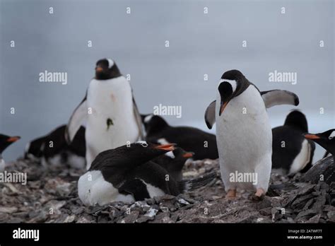 Crowded Gentoo Penguin Breeding Colonies Rookeries On Rocky Outcrops