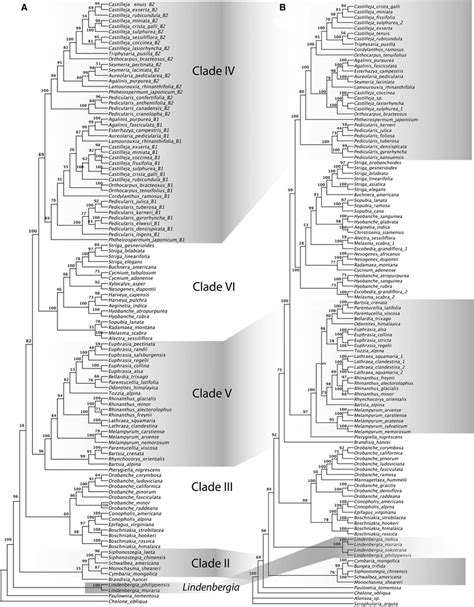 Phylogenetic Trees Inferred From Phyb And Phya Using Raxml Download Scientific Diagram