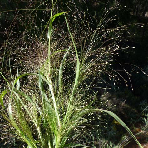 Panicum Capillare Ecorestore Portal