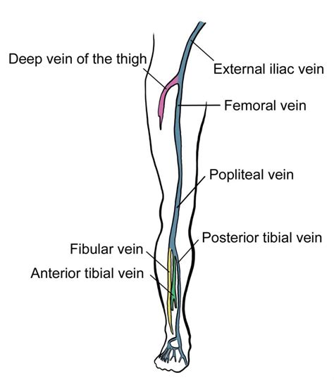 Anatomy And Pathophysiology Rcemlearning
