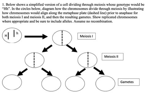 Solved Below Shows A Simplified Version Of A Cell Dividing