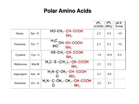 Polar Amino Acids List Polar And Nonpolar Amino Acids Kyds