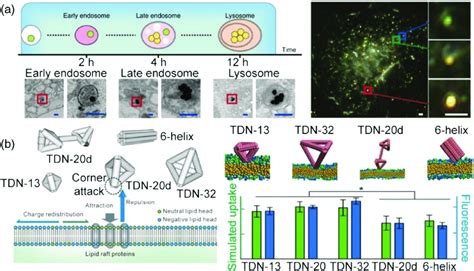 A Intracellular Trafficking Of Dna Decorated Gold Nanoparticles