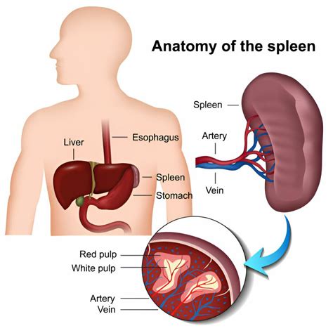What Organs Are On The Left Side Of The Stomach