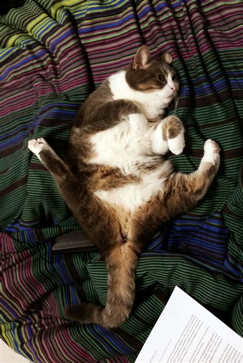Psbattle Cat Spreading Her Legs On Bed Photoshopbattles