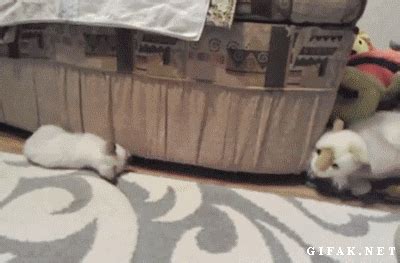 37 Hilarious Major Cat Fails That Will Make Your Day