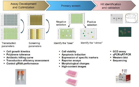 Arrayed Lentiviral Crispr Library—powerful High Throughput Loss Of