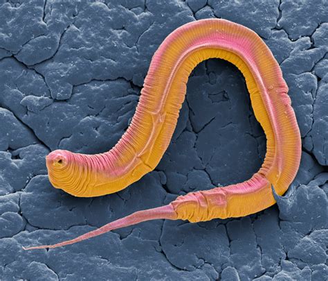 Worms Secret Of Wound Healing