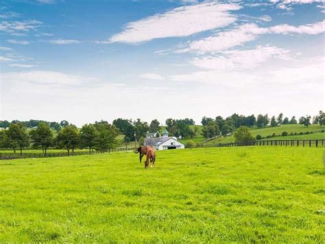 Agricultural Grass Seed