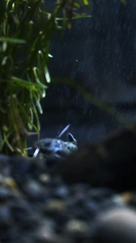 My New Cuckoo Catfish Raquariums